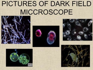 Bright field microscope | PPTX