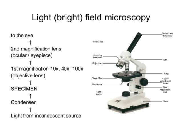 Bright field microscope | PPTX