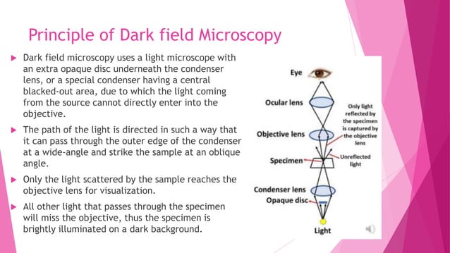 Bright field microscope and dark field microscope.pdf | Biological ...