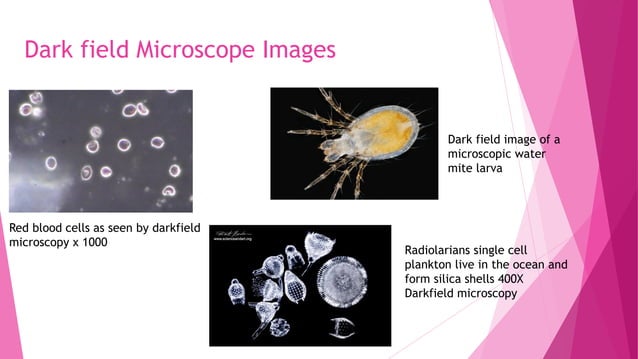 Bright field microscope and dark field microscope.pdf | Biological ...