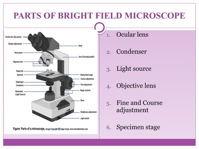 brightfield microscope lecture 2.pptx | Photography | Arts and Crafts