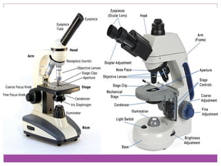 brightfield microscope lecture 2.pptx | Photography | Arts and Crafts