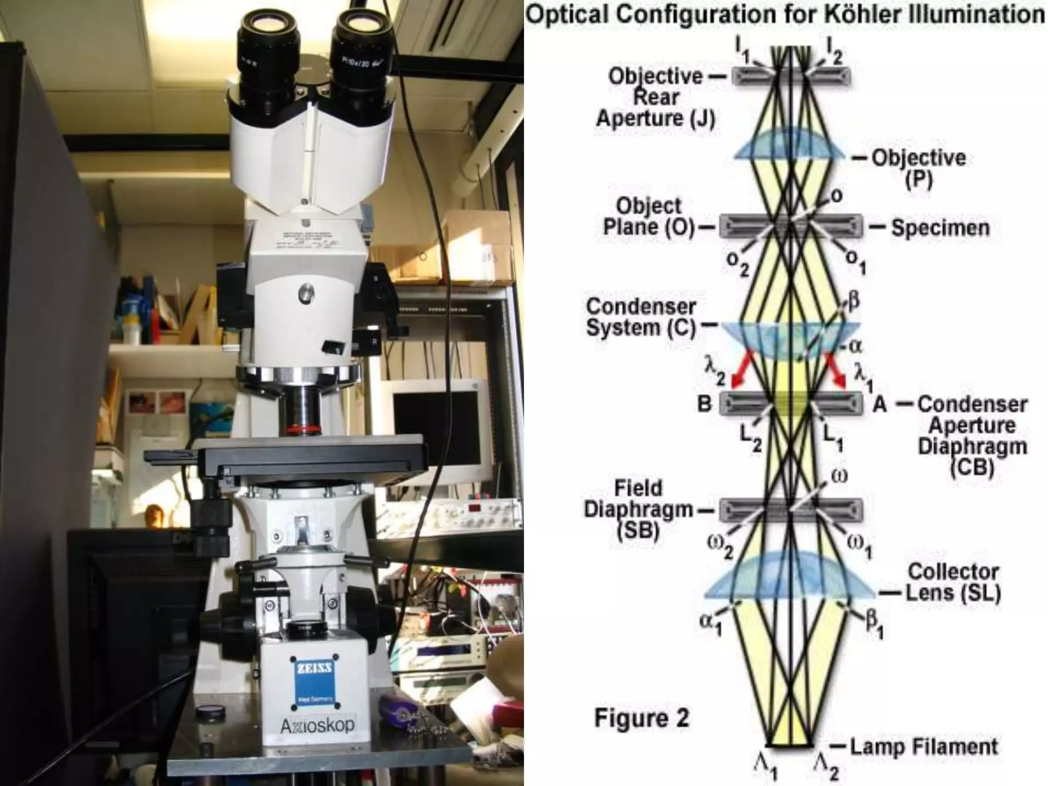 Bright field microscopes | PPTX | Photography | Arts and Crafts