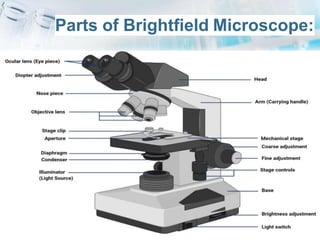 Bright Field Microscopy.pptx