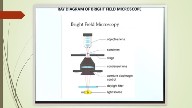 Bright field simple microscope | PPTX