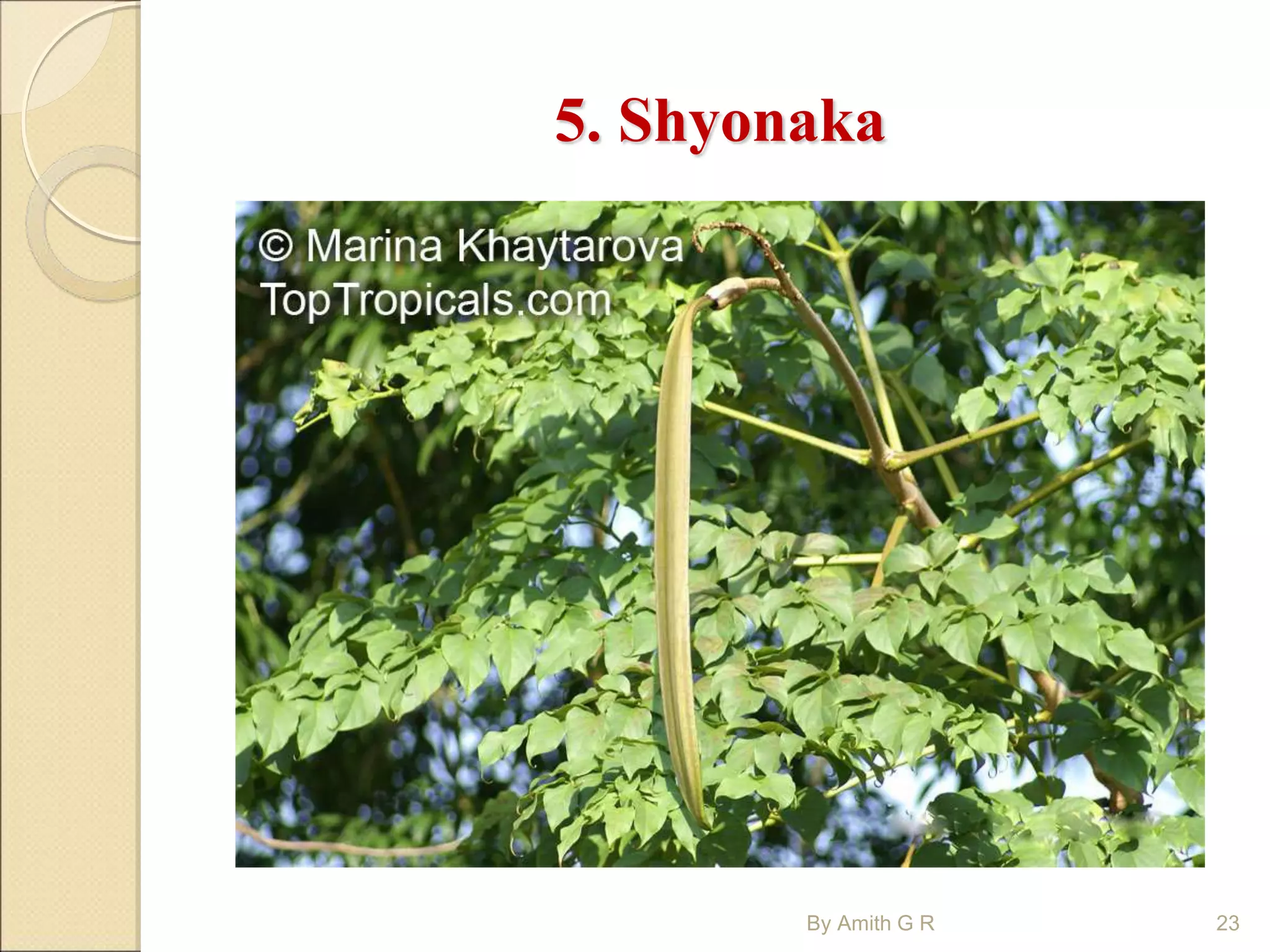 Brihat panchamoola dravya guna | PPTX