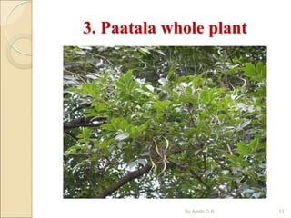 Brihat panchamoola dravya guna | PPTX