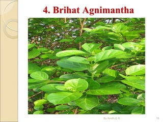 Brihat panchamoola dravya guna | PPTX