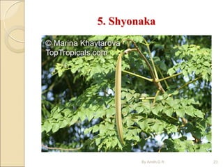 Brihat panchamoola dravya guna | PPTX