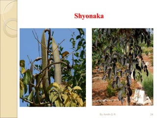 Brihat panchamoola dravya guna | PPTX