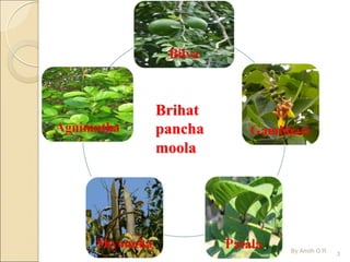 Brihat panchamoola dravya guna | PPTX