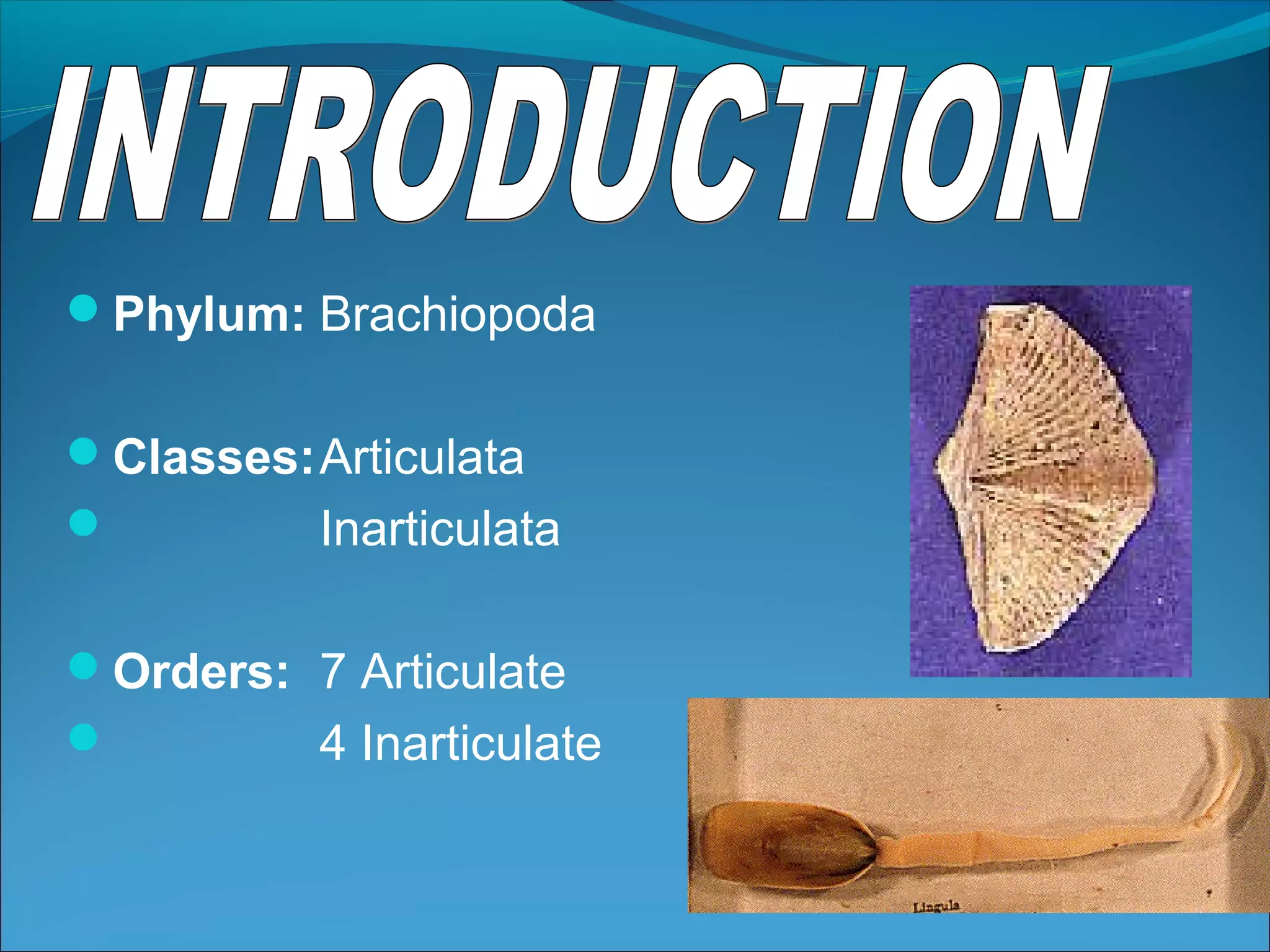 Brachiopoda | PPT