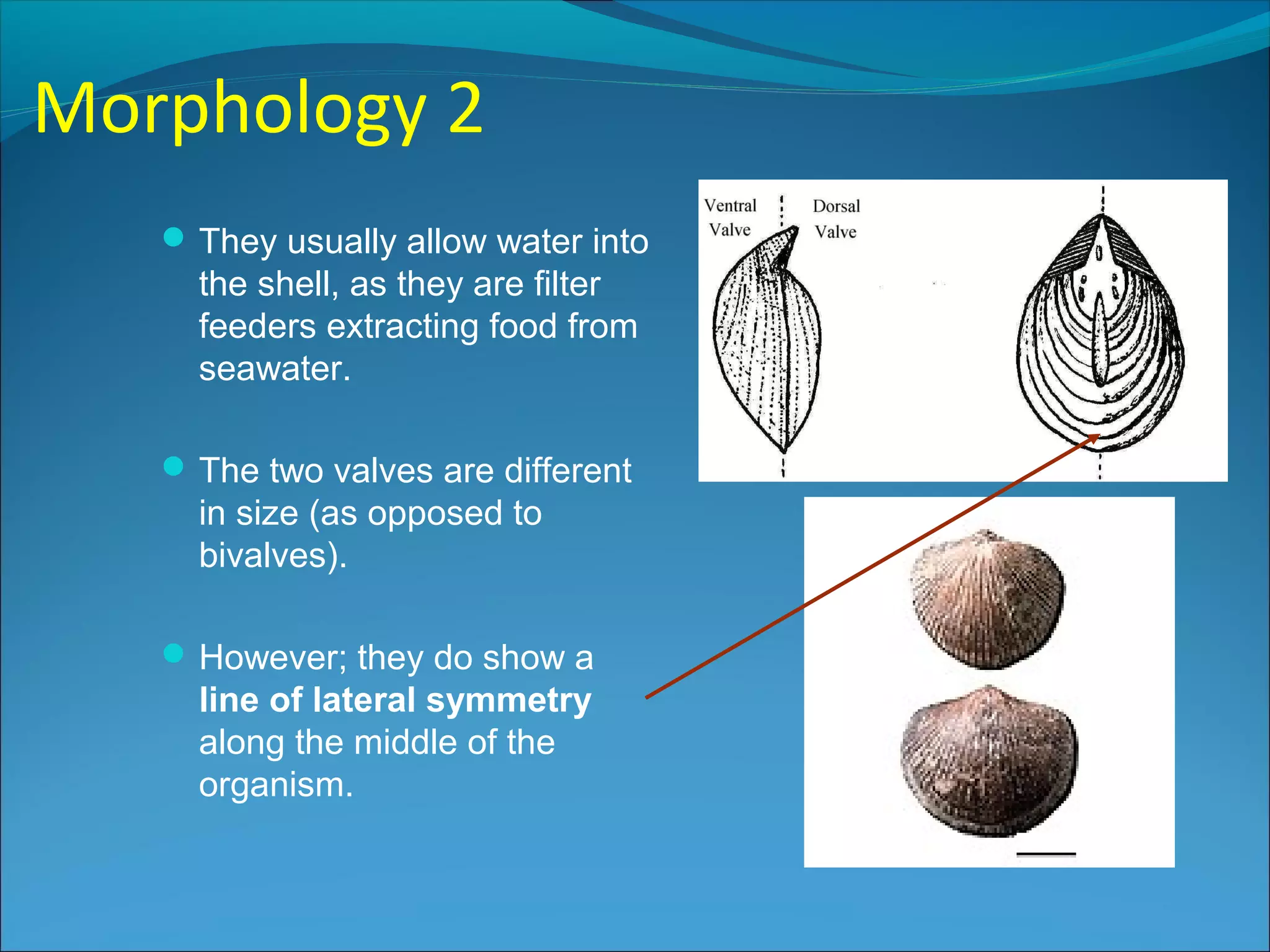 Brachiopoda | PPT