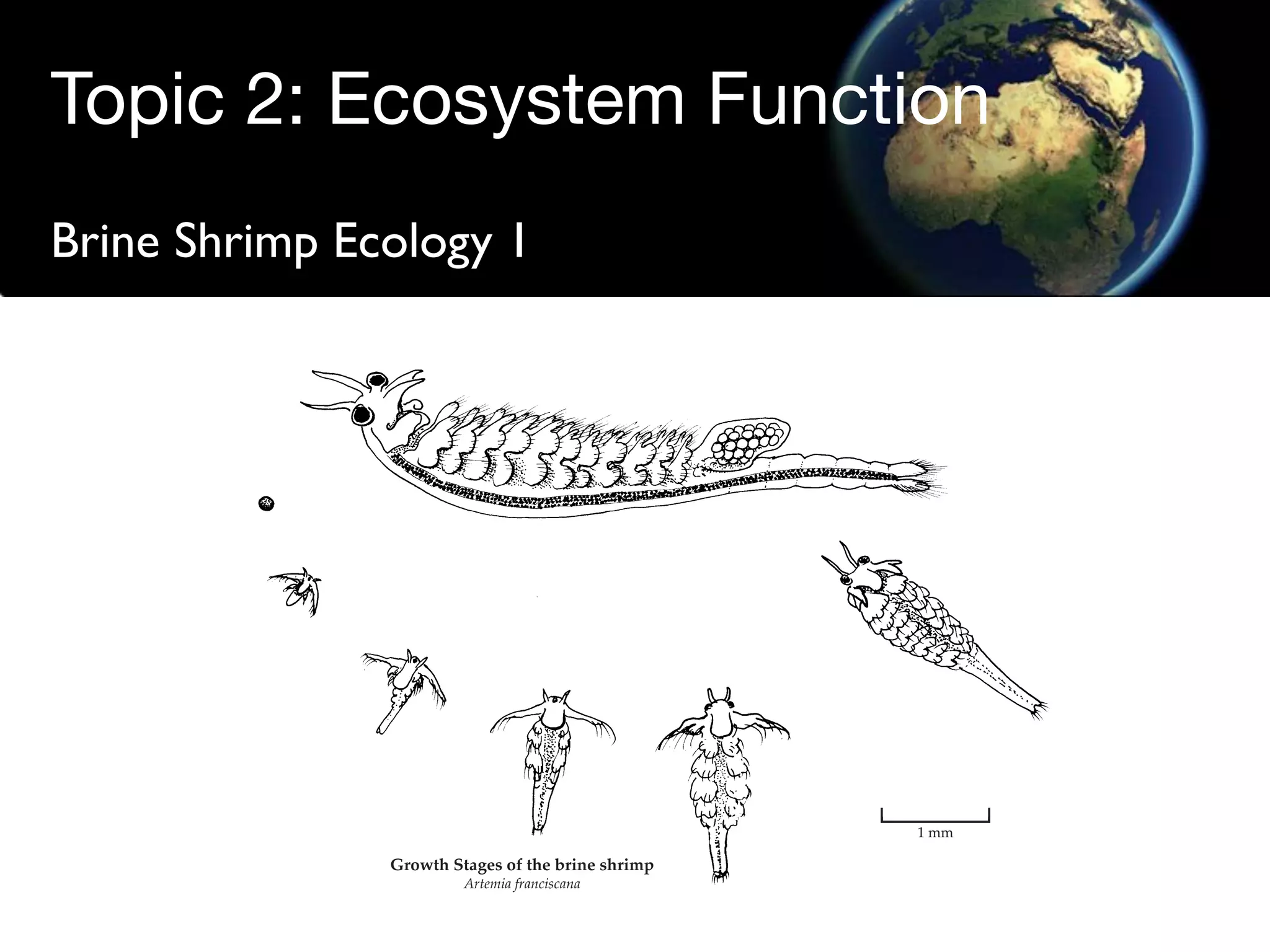 Brine Shrimps 1.Key