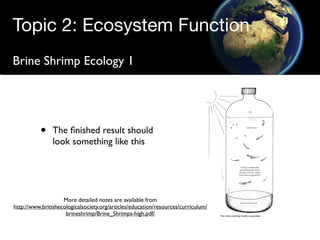 Brine Shrimps 1.Key