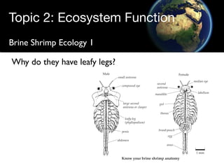 Brine Shrimps 1.Key