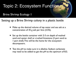 Brine Shrimps 1.Key