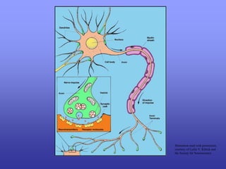 Neuroscience of drug abuse and drug addiction | PPT