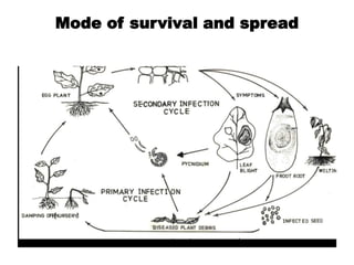 Diseases of Brinjal | PPTX