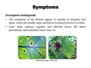 Diseases of Brinjal | PPTX