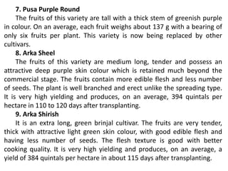 Brinjal breeding | PPTX