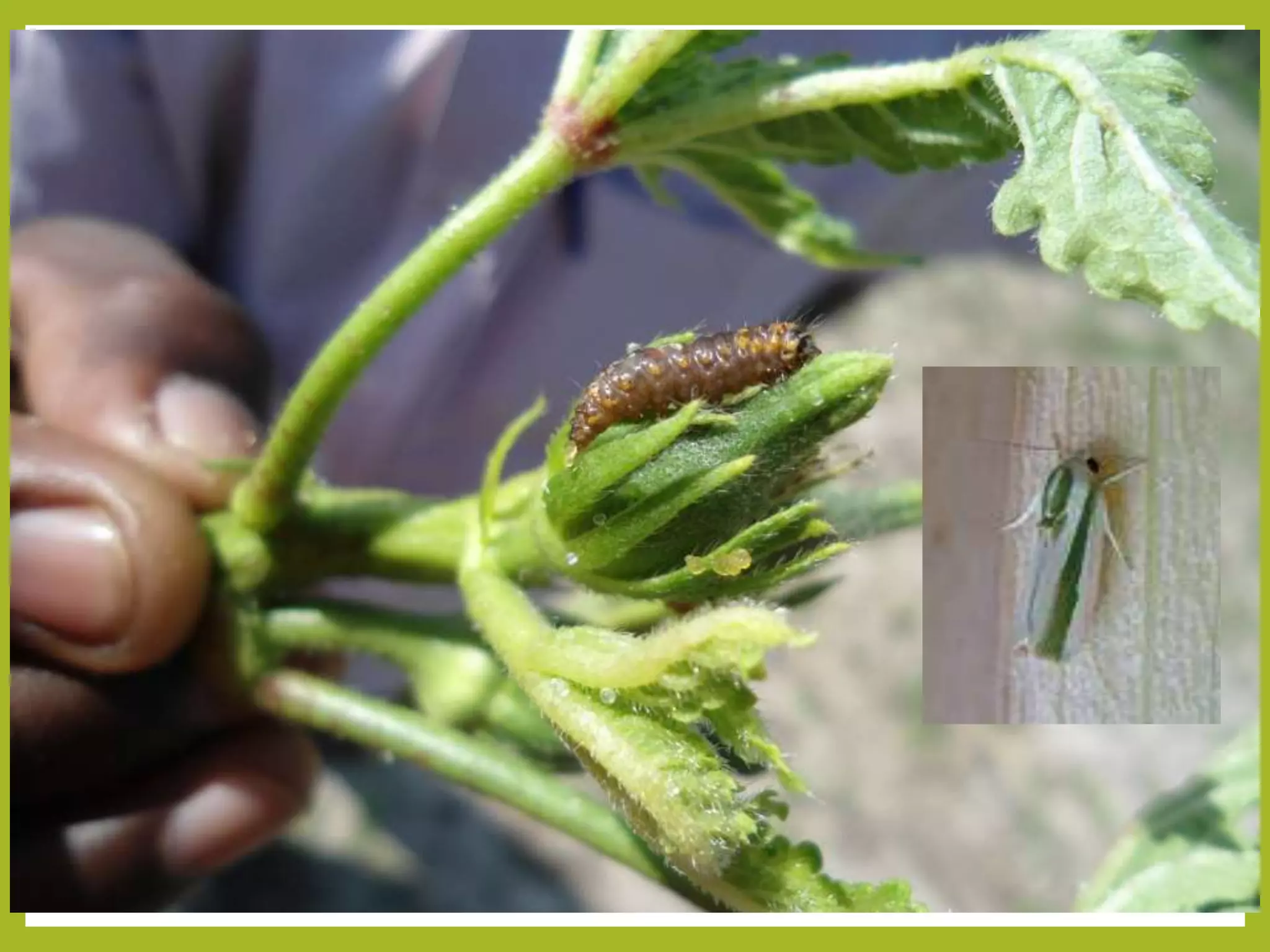 Brinjal.pptx