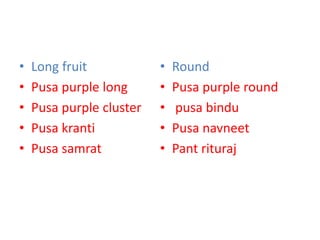 Brinjal.pptx