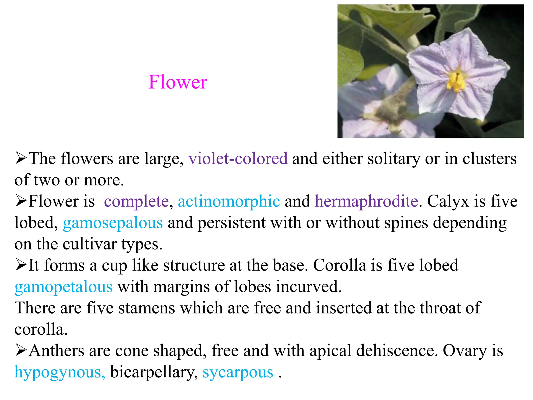 Brinjal.pptx introduction definition topic | PPTX