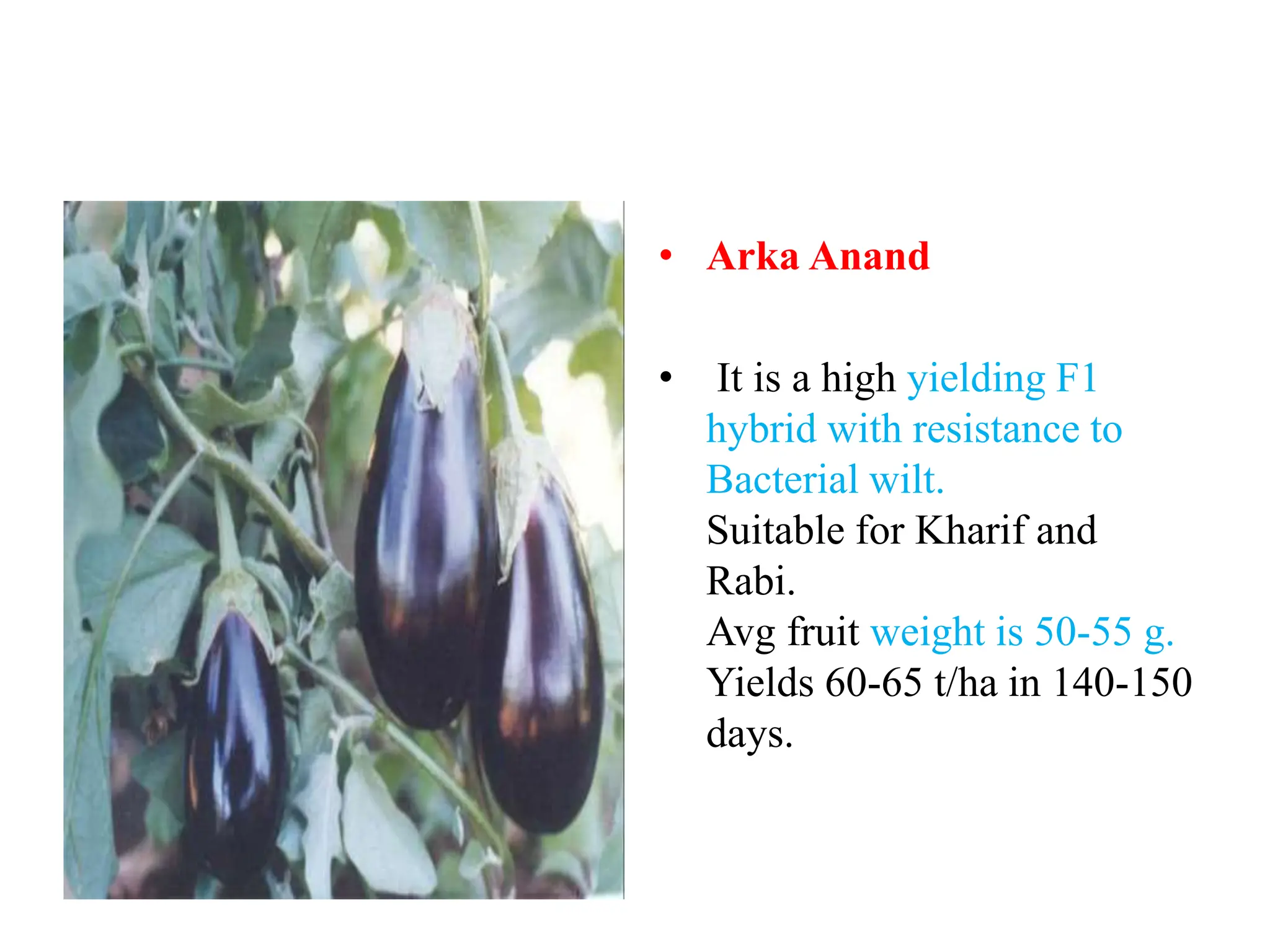 Brinjal.pptx introduction definition topic | PPTX