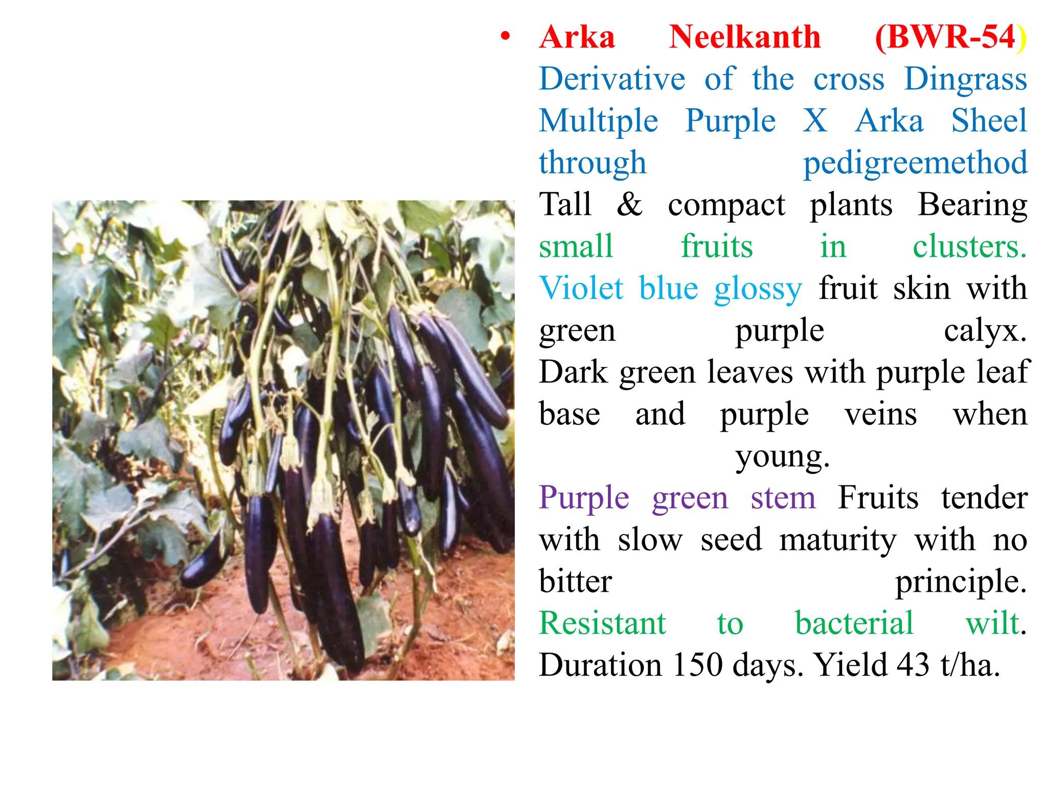 Brinjal.pptx introduction definition topic | PPTX