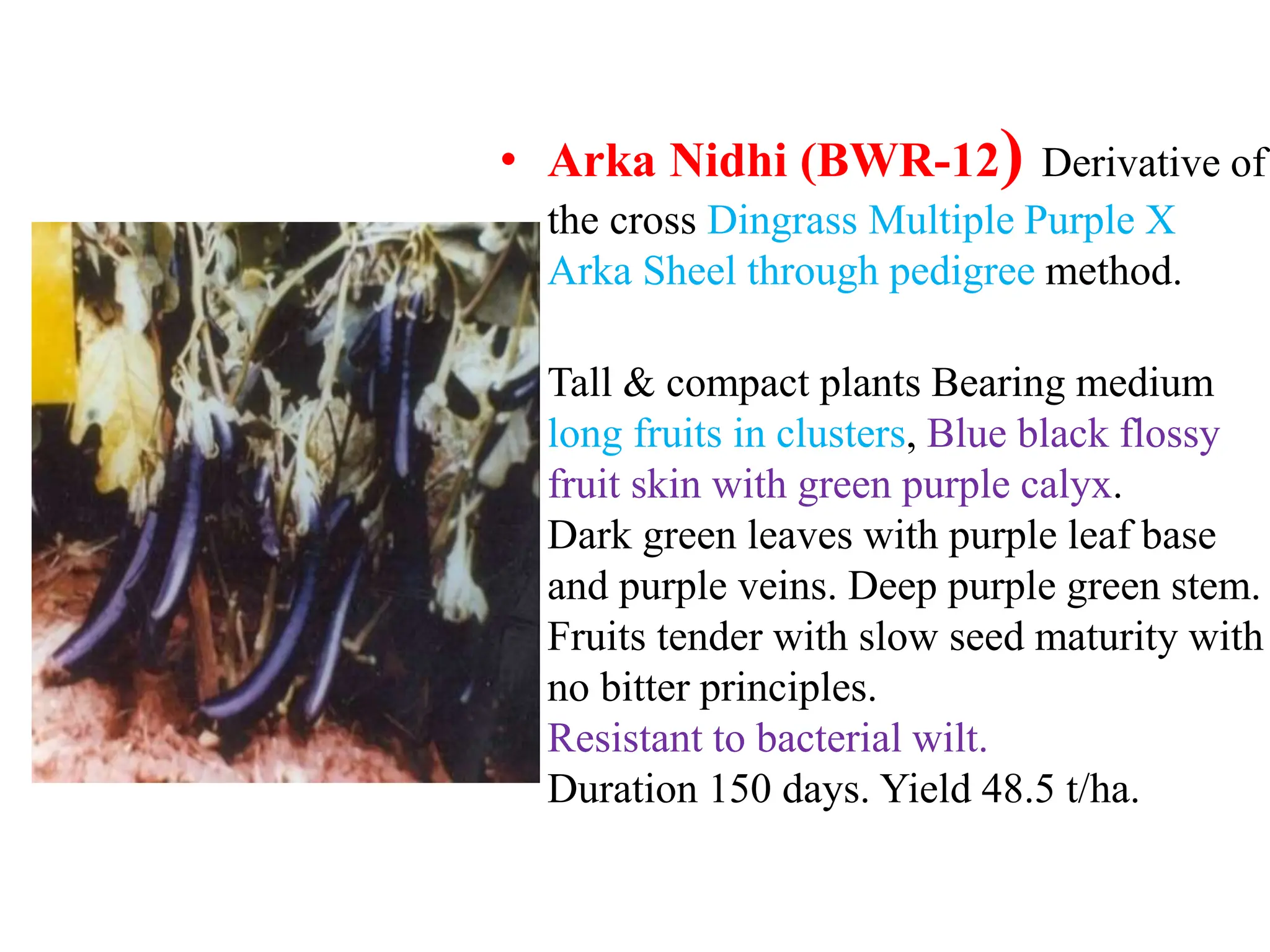 Brinjal.pptx introduction definition topic | PPTX