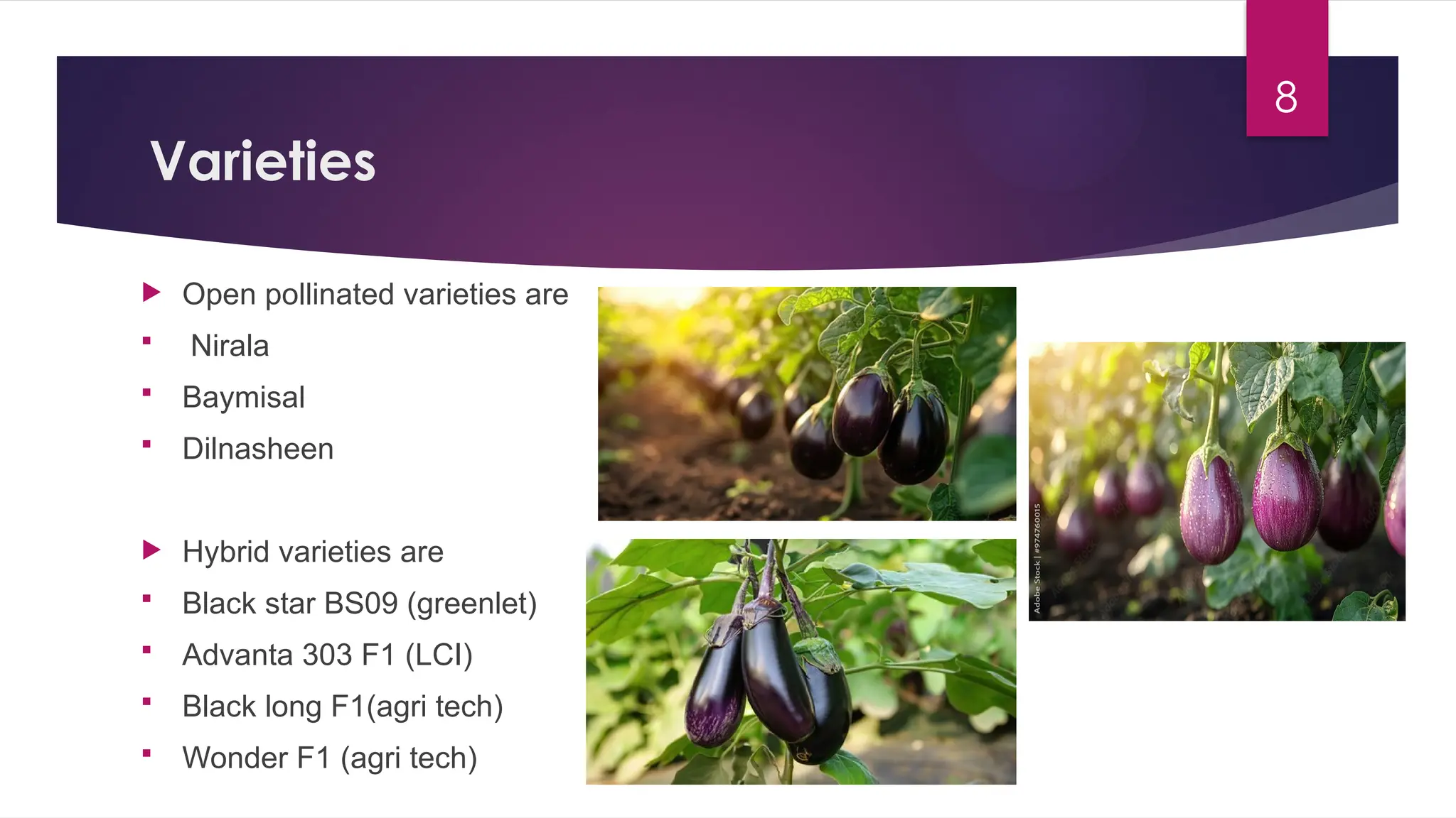 Brinjal vegetable agricultural crop in Horticulture | PPTX