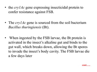 Breeding in Brinjal | PPTX