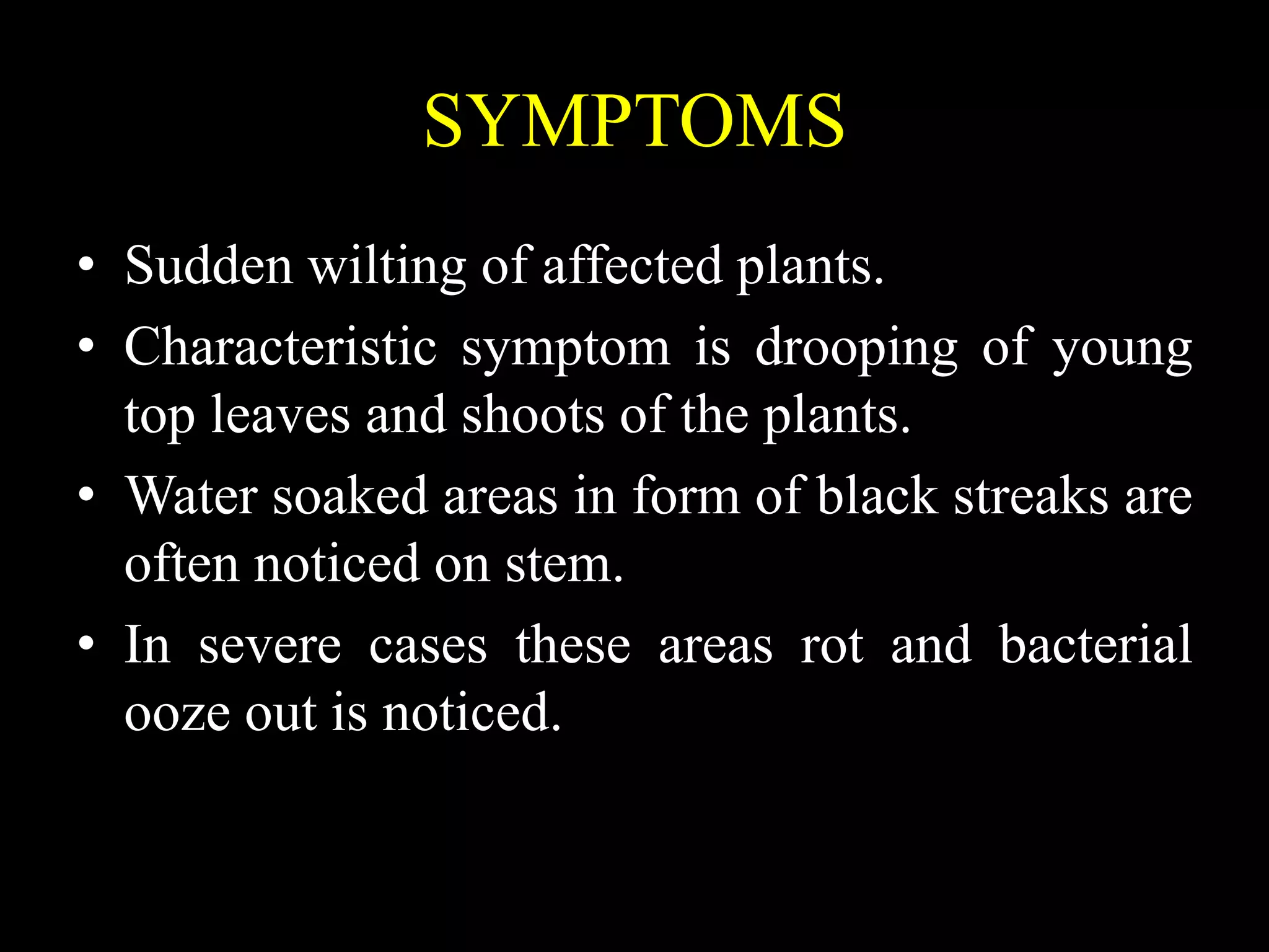 Brinjal bacterial wilt | PPTX