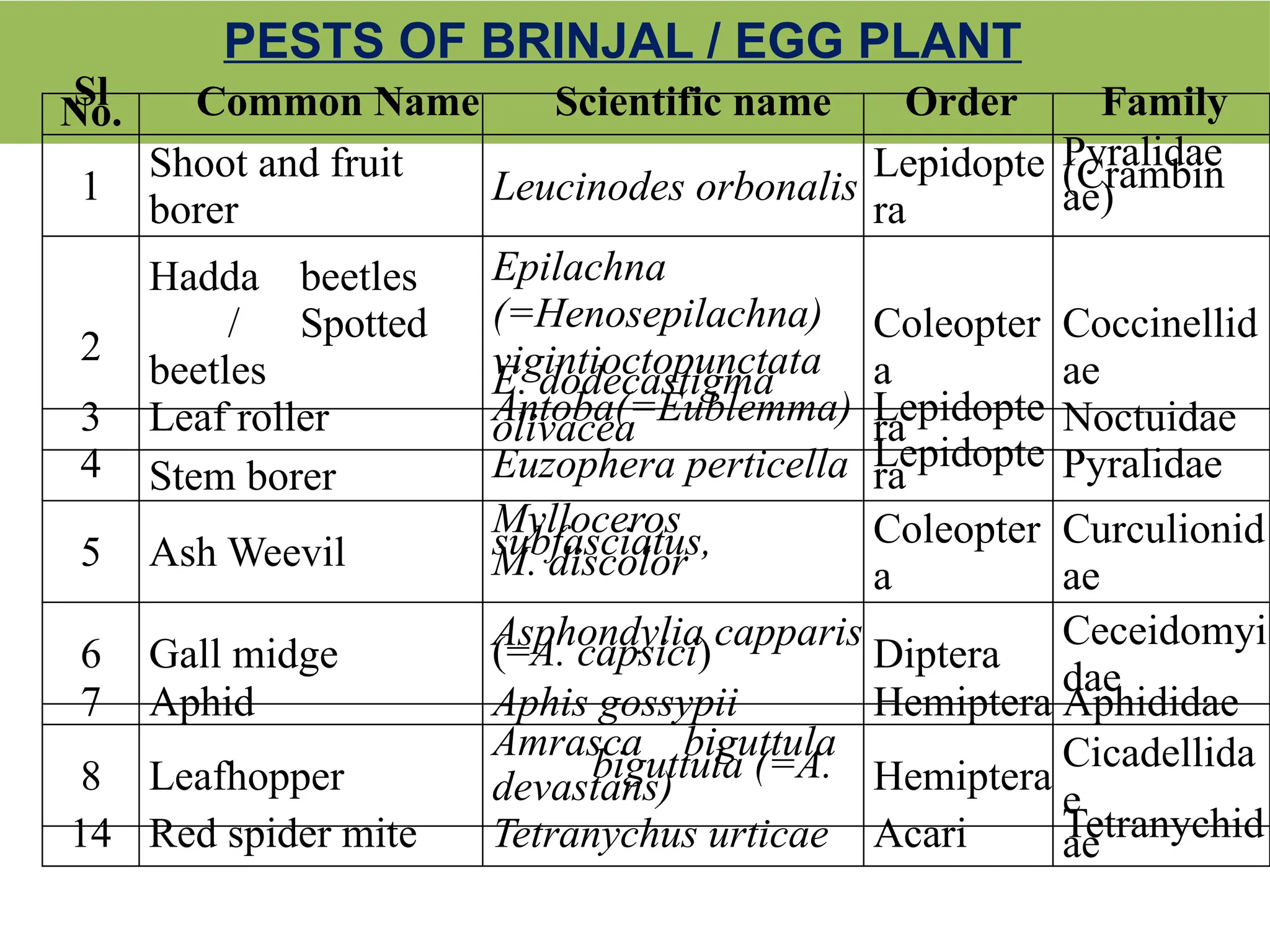 Insect pest pf Brinjal and their management | PPTX