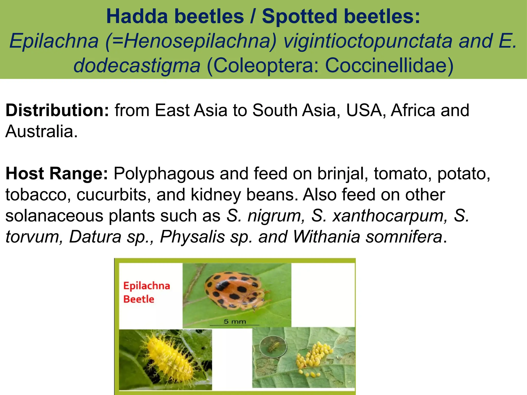 Insect pest pf Brinjal and their management | PPTX