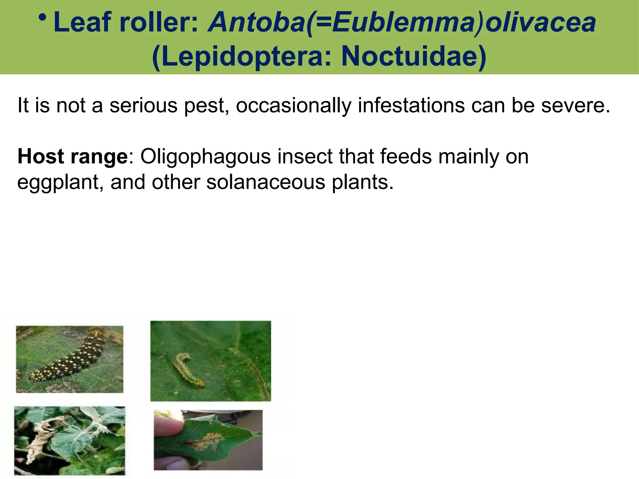 Insect pest pf Brinjal and their management | PPTX