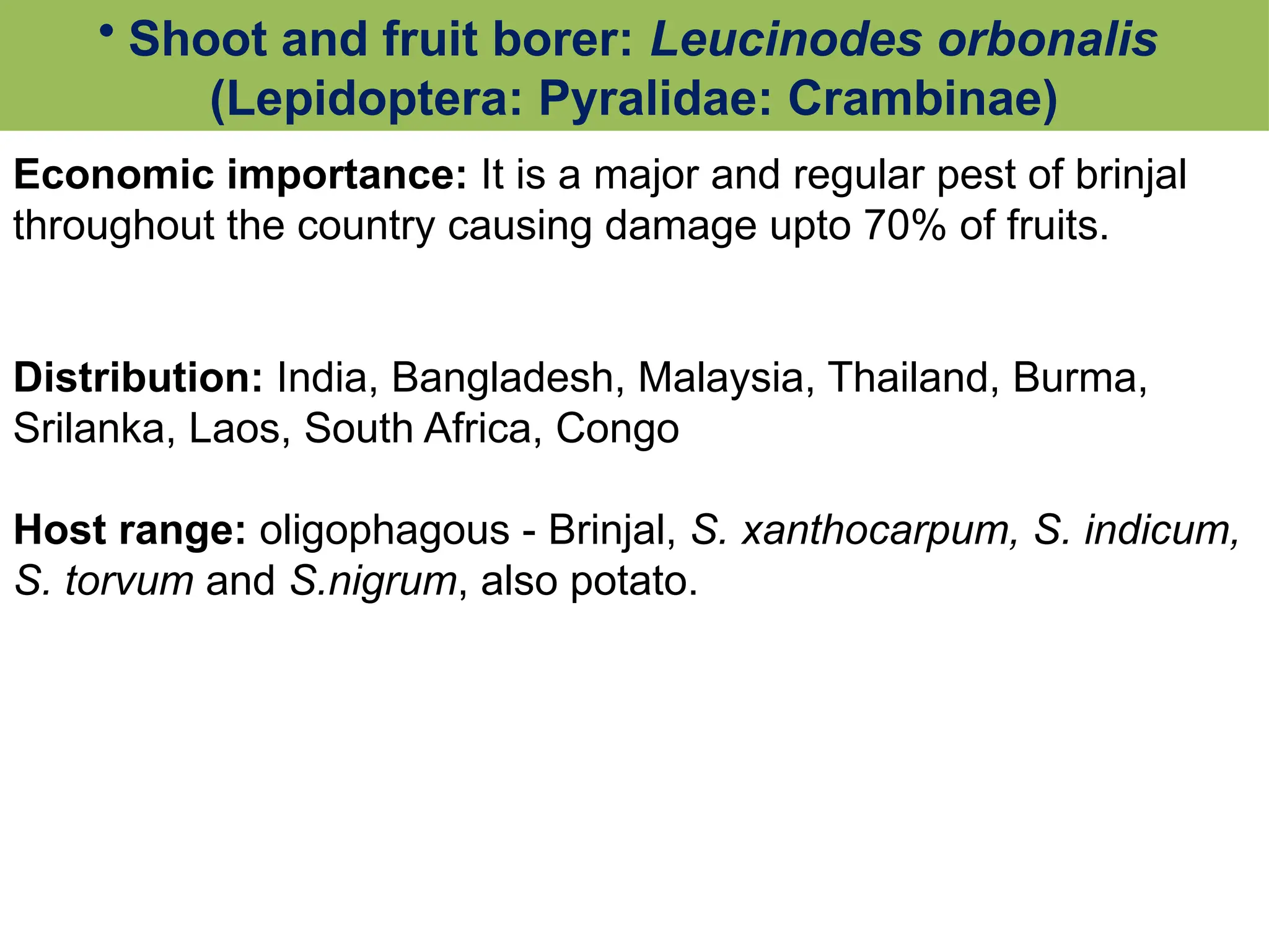 Insect pest pf Brinjal and their management | PPTX
