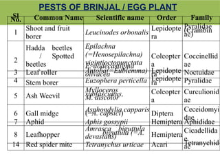 Insect pest pf Brinjal and their management | PPTX