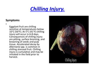 Brinjal physical disorders By Mr. Allah Dad Khan Provincial Coordinator ...