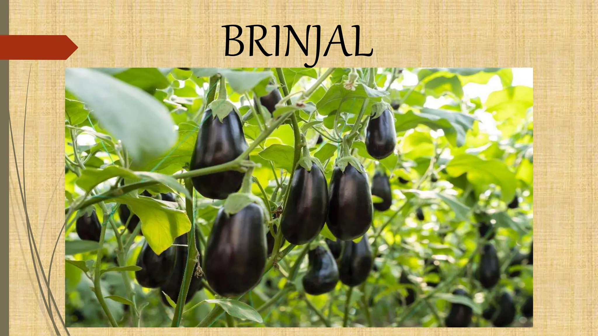 Brinjal ppt.pptx