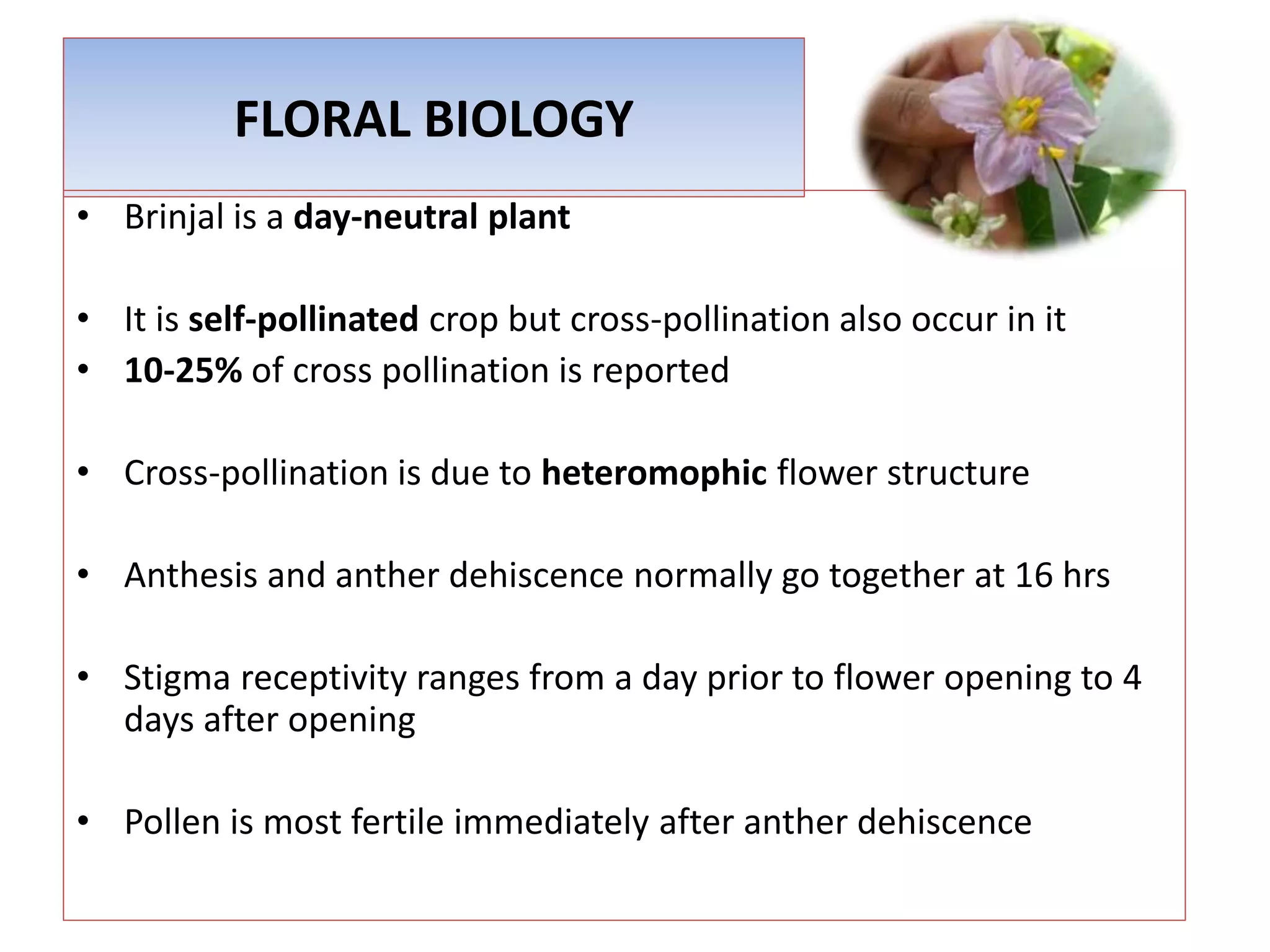 Brinjal seed production for gkvk 31 10-18 | PPTX