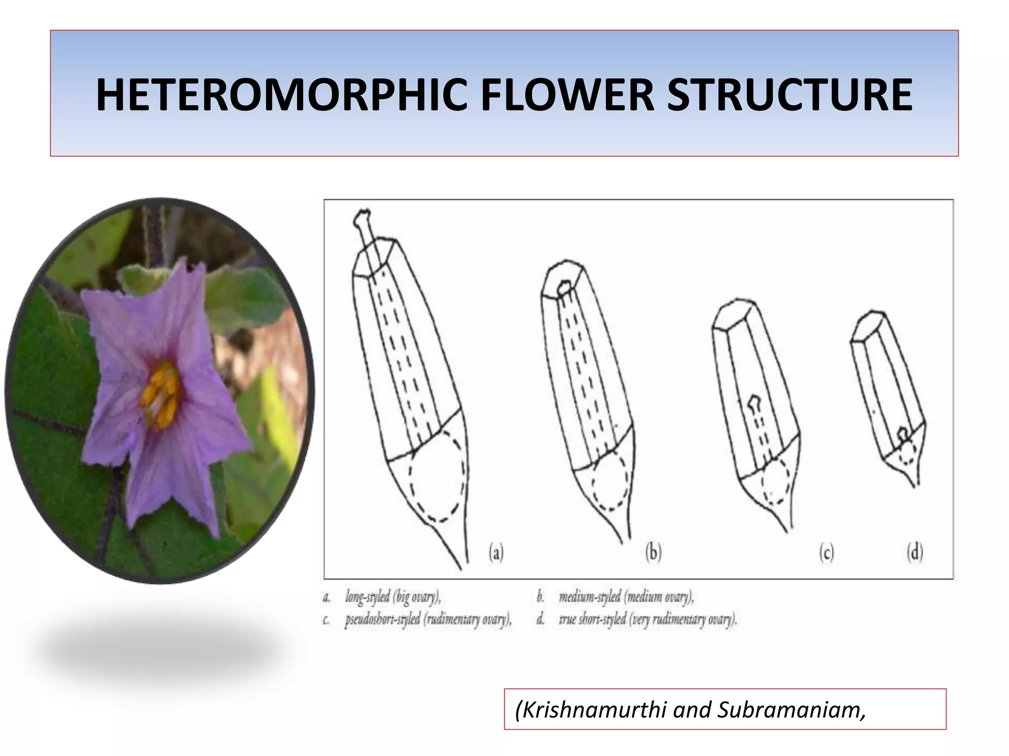 Brinjal seed production for gkvk 31 10-18 | PPTX