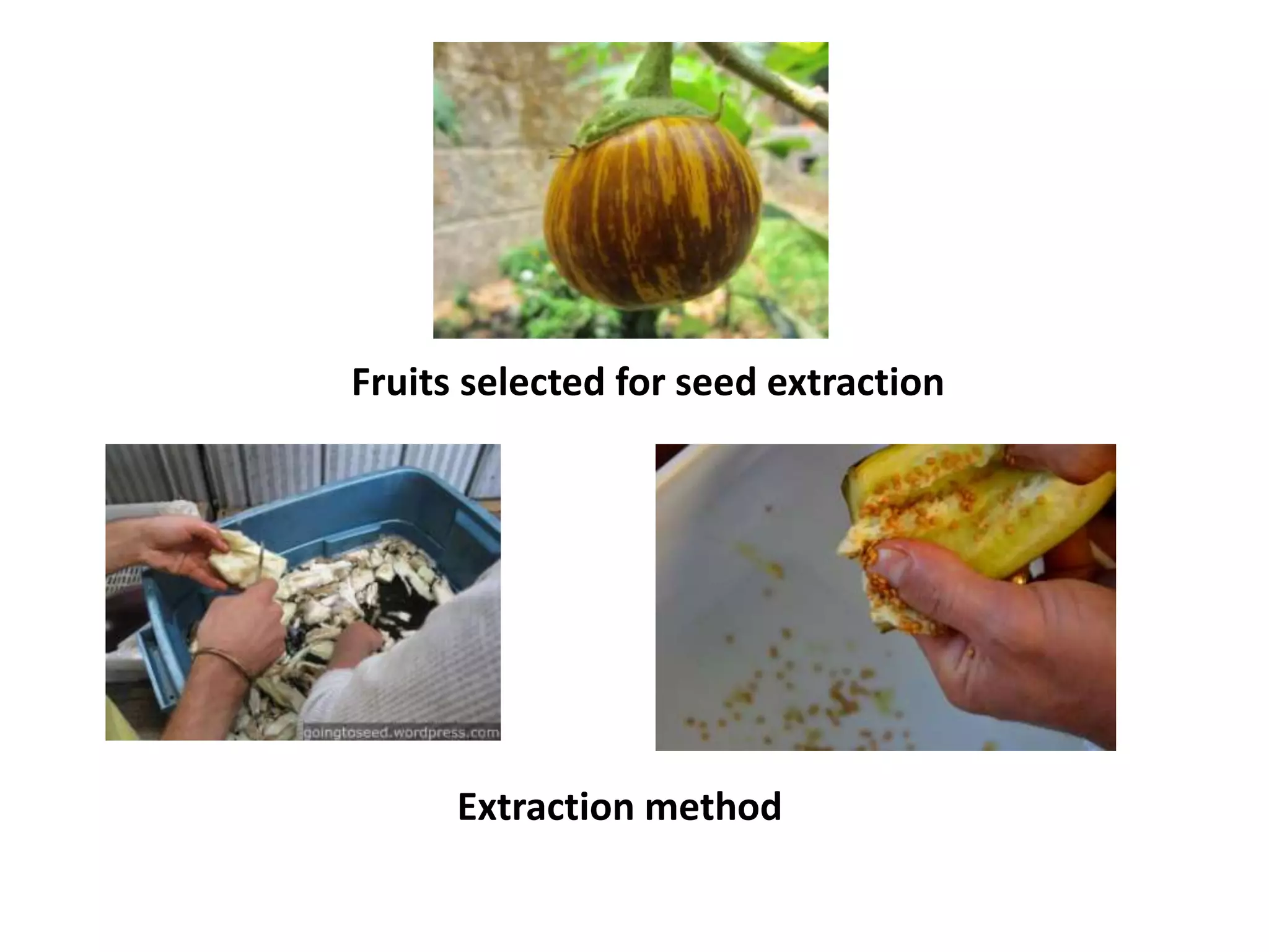 Brinjal seed production for gkvk 31 10-18 | PPTX