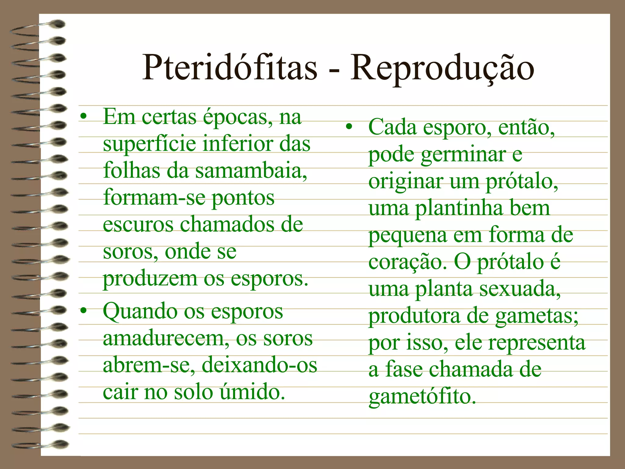 Briofitas E Pteridofitas | PPT