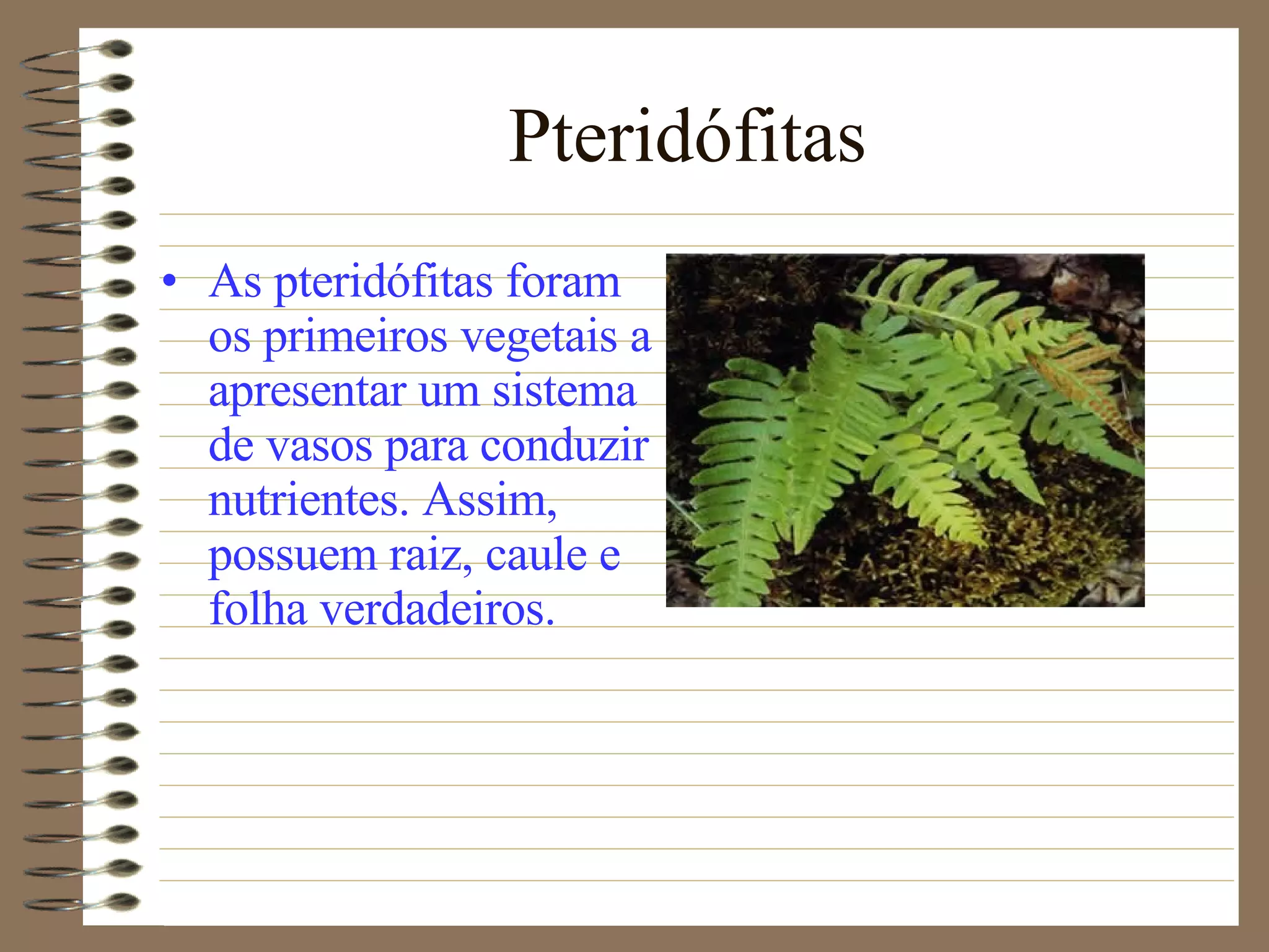 Briofitas E Pteridofitas | PPT | Biological Sciences | Science