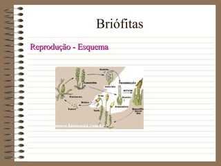 Briofitas E Pteridofitas | PPT
