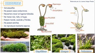 BRIOFITAS Y CORMOFITAS.pptx