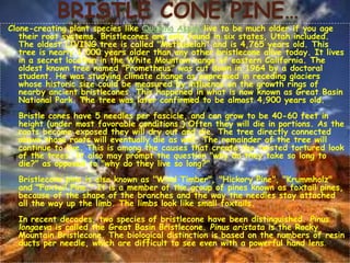 Bristle cone pine | PPT