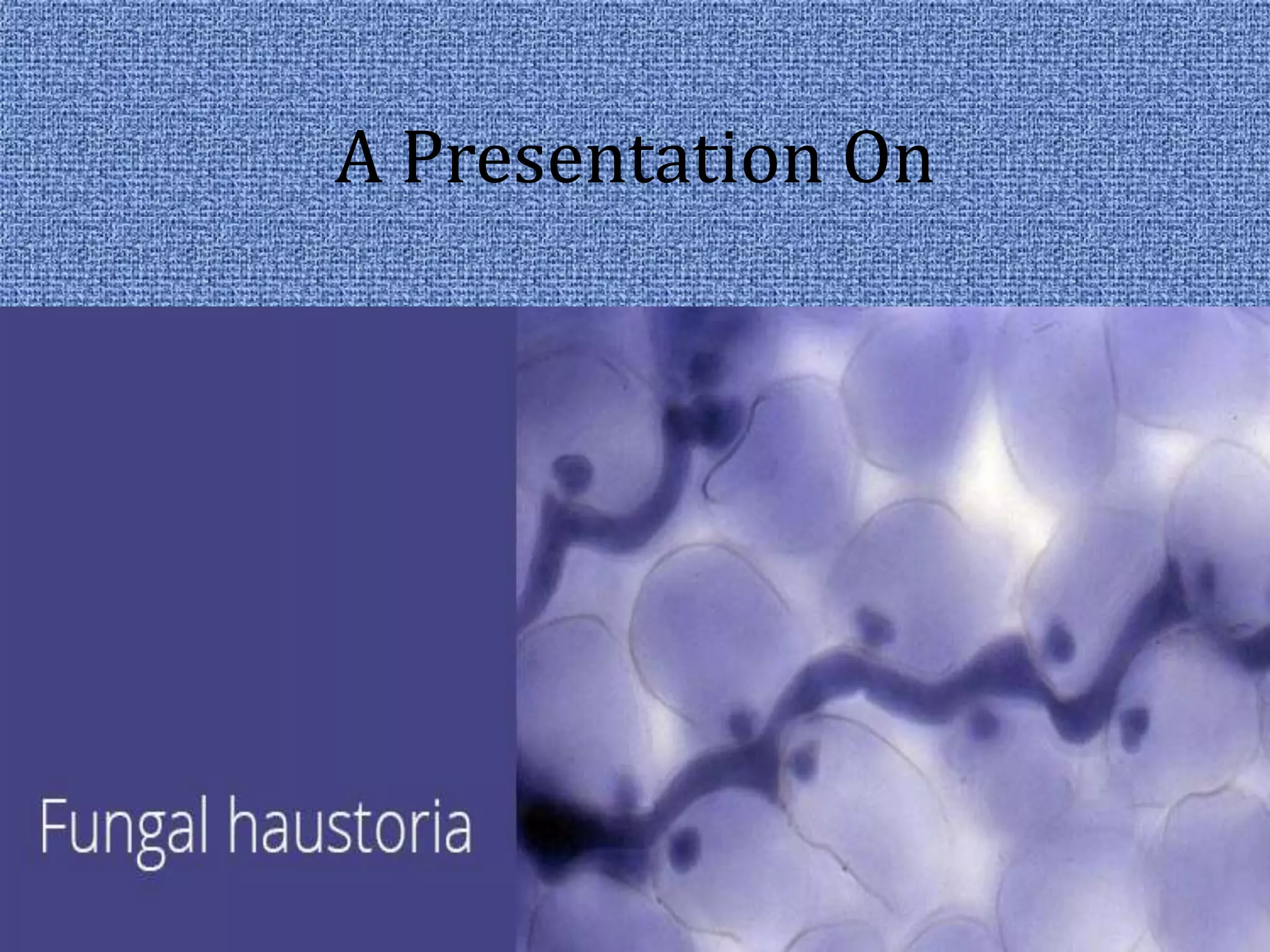 Fungal Haustoria | PPTX